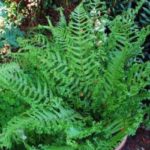 Ferns Make Shady Friends - Ridgeview