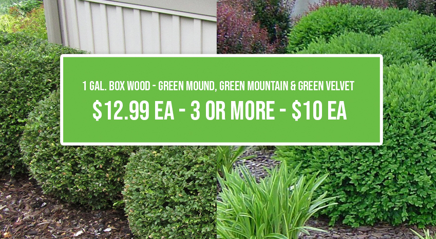 Home Page - Ridgeview